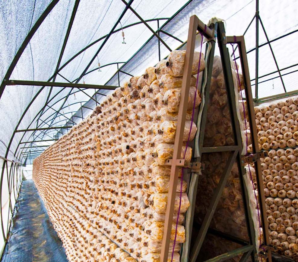 Greenhouses | SEAFARM